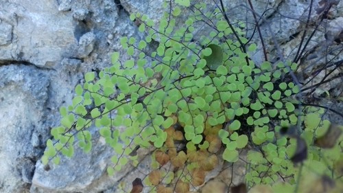 Cilantrillo (Adiantum tricholepis) - PictureThis