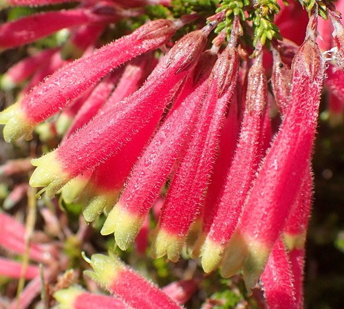 Erica densifolia Care (Watering, Fertilize, Pruning, Propagation ...