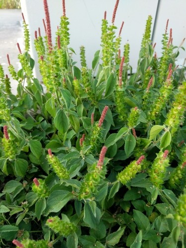 Hierba del cáncer (Acalypha phleoides) - PictureThis