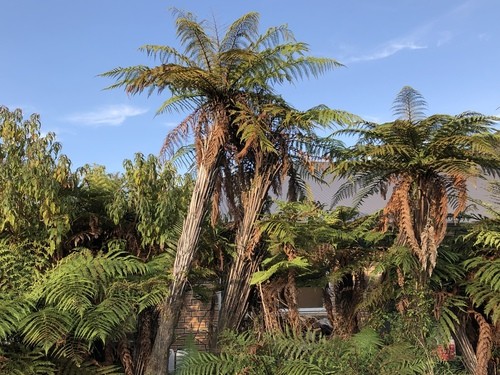 Dicksonia squarrosa - PictureThis