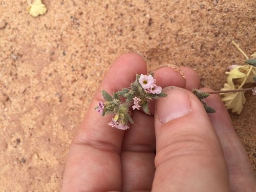 Tiquilia latior - PictureThis