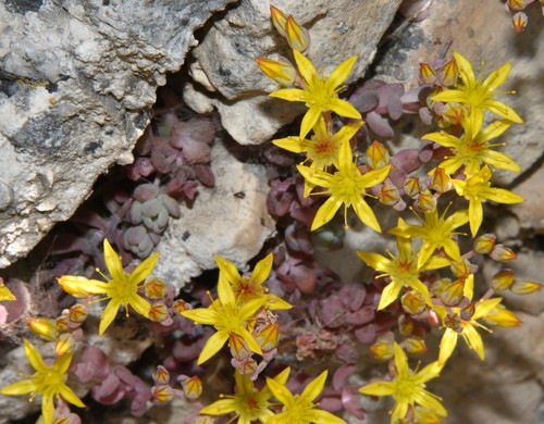 Sedum debile - PictureThis