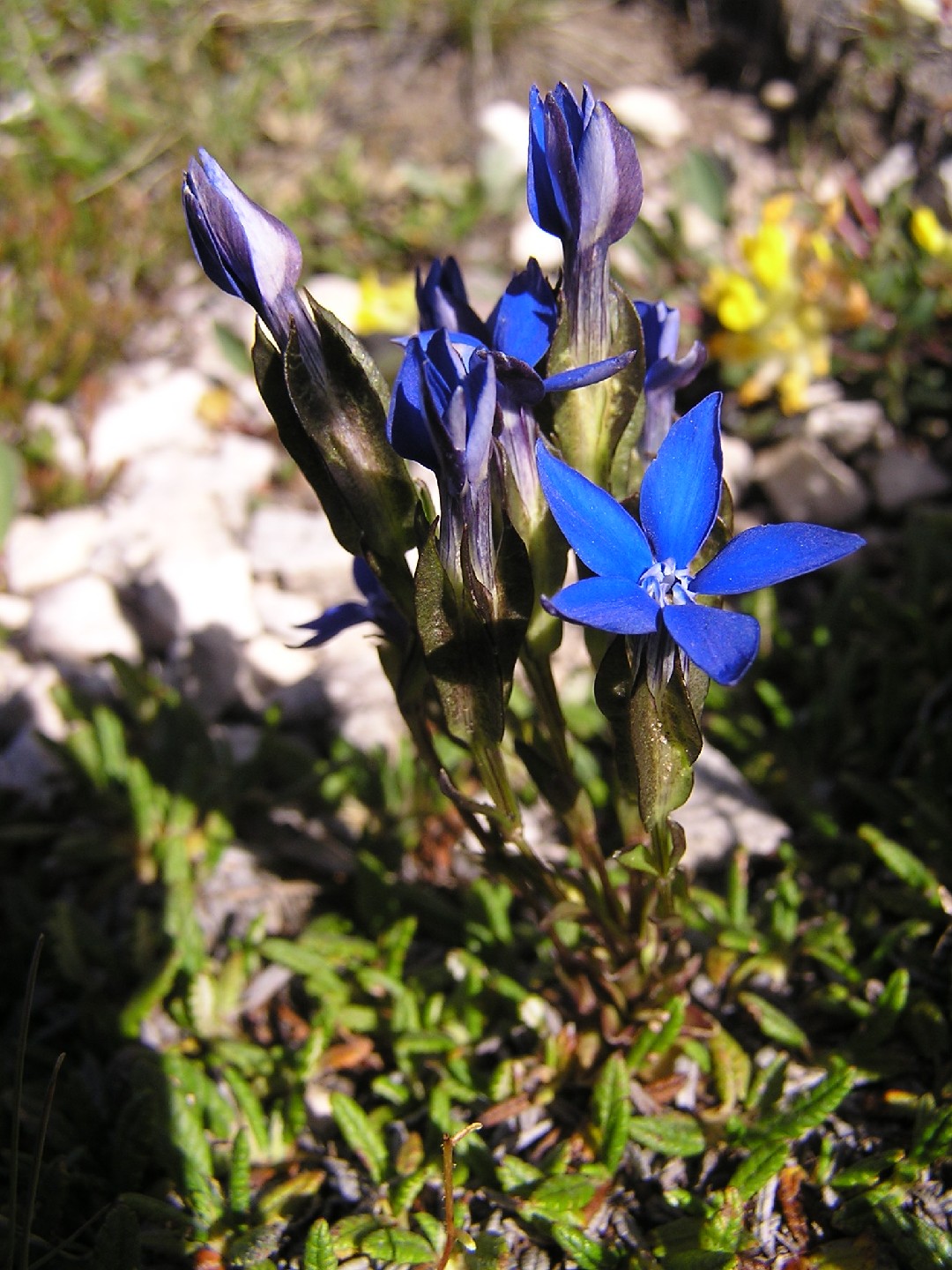 Bladder gentian (Gentiana utriculosa) Flower, Leaf, Care, Uses ...