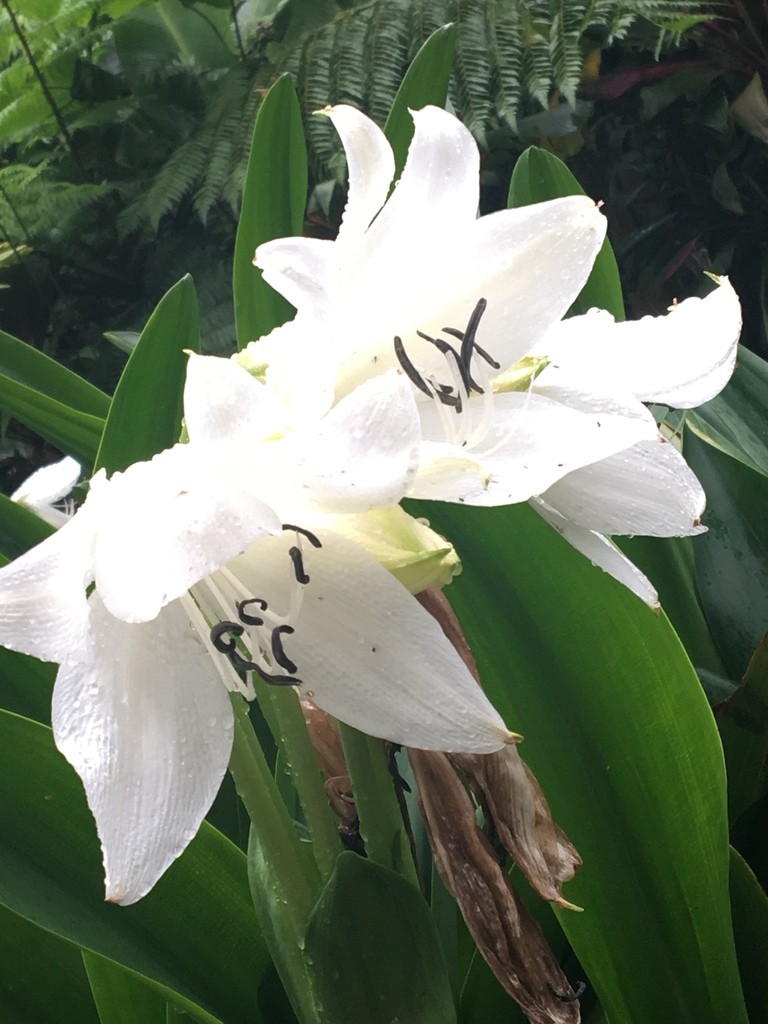 Crinum Flower, Leaf, Care, Uses - PictureThis