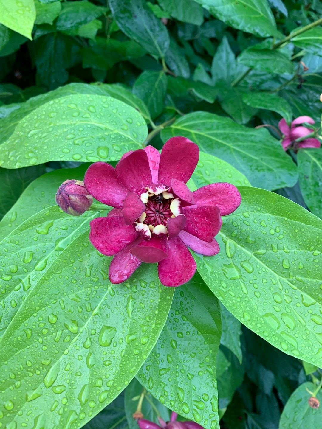 Calycanthus floridus 'Aphrodite' - PictureThis