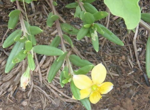 Talinum caffrum - PictureThis