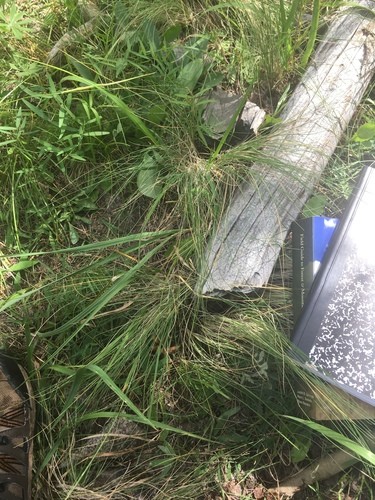 Cañuela arizónica (Festuca arizonica) - PictureThis