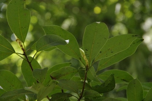 Litsea coreana Flower, Leaf, Care, Uses - PictureThis