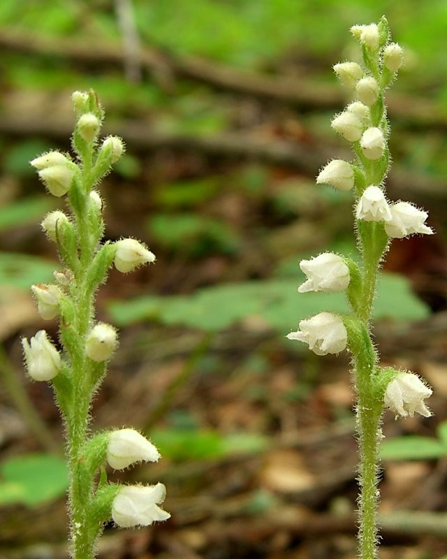 Goodyère rampante (Goodyera repens) - PictureThis