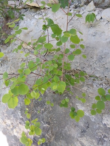 Styrax platanifolius - PictureThis