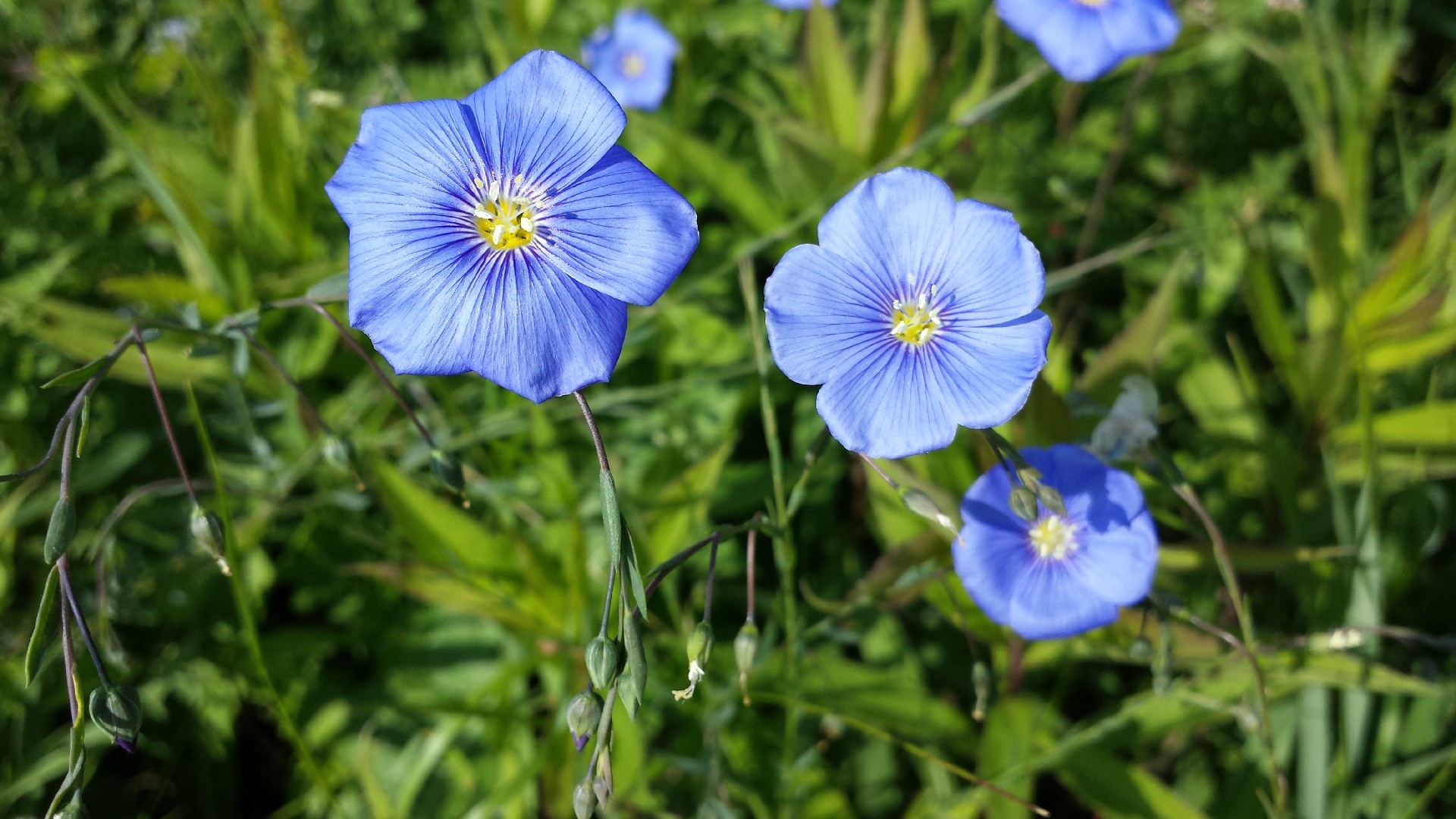 Österreichischer lein (Linum austriacum) - PictureThis