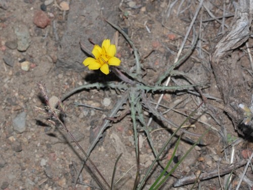 Barba de halcón de hoja larga (Crepis acuminata) - PictureThis
