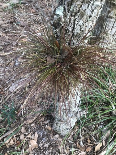 Southern needleleaf (Tillandsia setacea) Flower, Leaf, Care, Uses ...