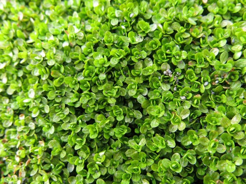 Water-Starwort (Callitriche) Flower, Leaf, Care, Uses - PictureThis