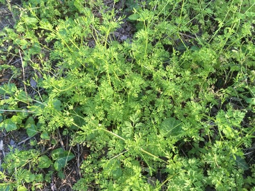 Perifollo extendido (Chaerophyllum procumbens) - PictureThis