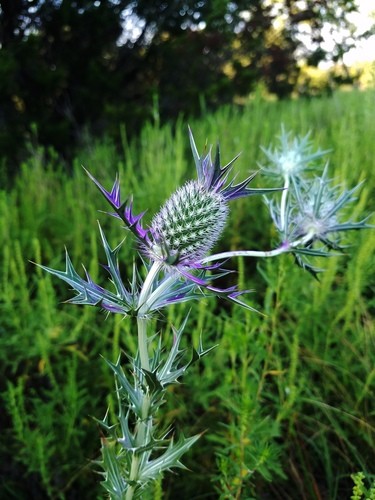 How to Plant and Grow Leavenworth's eryngo(Eryngium leavenworthii)