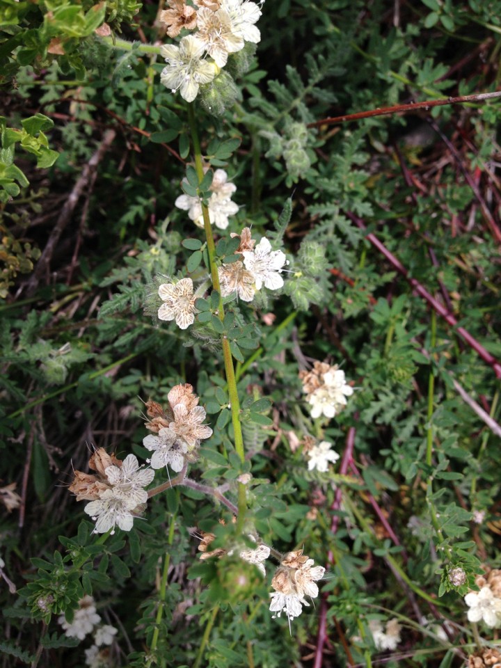 Distant phacelia (Phacelia distans) Flower, Leaf, Care, Uses - PictureThis