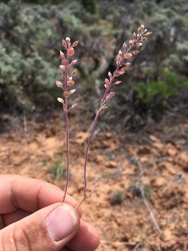 Desert madwort (Alyssum desertorum) Flower, Leaf, Care, Uses - PictureThis