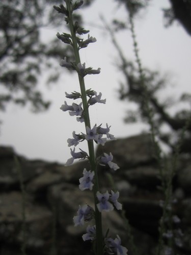 Acicate de olor (Anarrhinum bellidifolium) - PictureThis