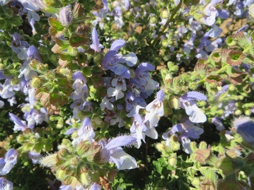 Salvia chamelaeagnea - PictureThis