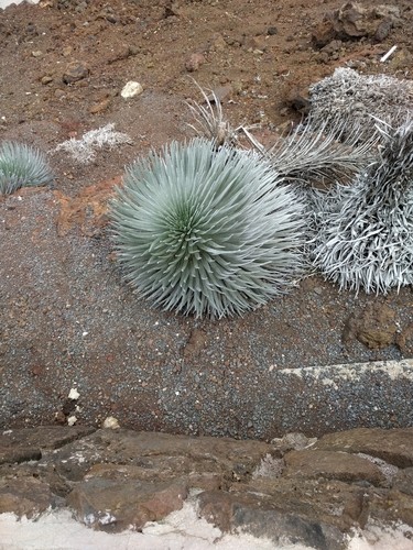 Hawai'i silversword (Argyroxiphium sandwicense) Flower, Leaf, Care ...