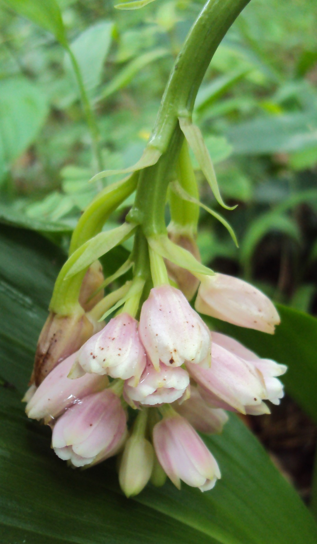 Walking-stick orchid (Geodorum densiflorum) Flower, Leaf, Care, Uses ...