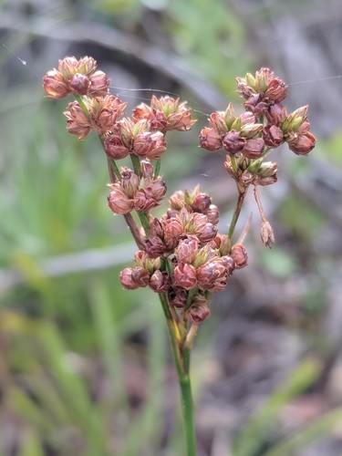 Juncus biflorus 花言葉，毒性，よくある質問 - PictureThis