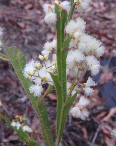 Winged wattle (Acacia alata) Flower, Leaf, Care, Uses - PictureThis