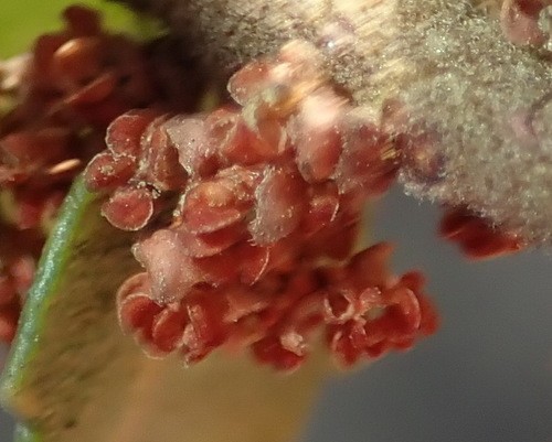 Waxberry (Morella cordifolia) Flower, Leaf, Care, Uses - PictureThis