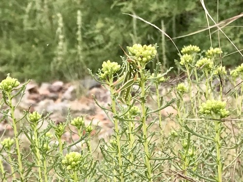 How to Grow and Care for Burroweed