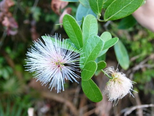 Florida keys blackbead (Pithecellobium keyense) Flower, Leaf, Care ...