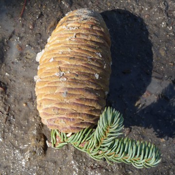 Shasta red fir (Abies magnifica) Flower, Leaf, Care, Uses - PictureThis
