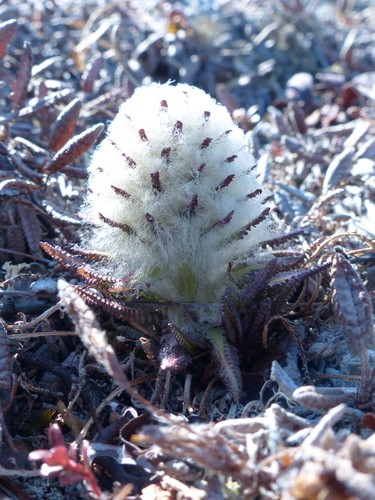 Woolly lousewort (Pedicularis lanata) Flower, Leaf, Care, Uses ...