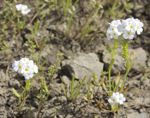 Cryptantha flaccida - PictureThis