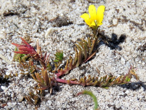 Monopsis lutea - PictureThis