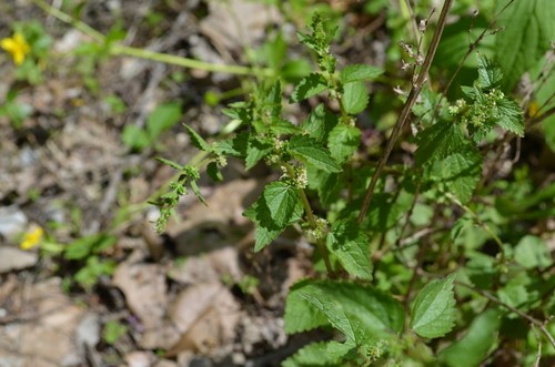 Heartleaf nettle (Urtica chamaedryoides) Flower, Leaf, Care, Uses ...