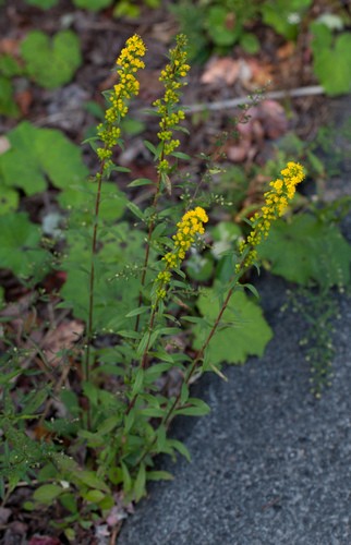 Vara de oro suave (Solidago puberula) - PictureThis