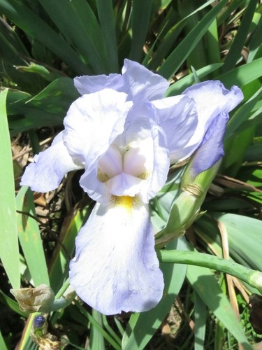 Bunga Iris (Iris germanica) - PictureThis