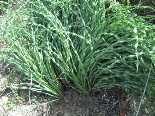 Kukumakranka (Gethyllis) Flower, Leaf, Care, Uses - PictureThis