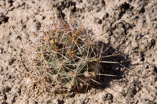 Coryphantha robustispina - PictureThis