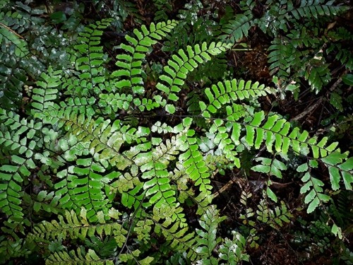 Adiantum fulvum Flower, Leaf, Care, Uses - PictureThis