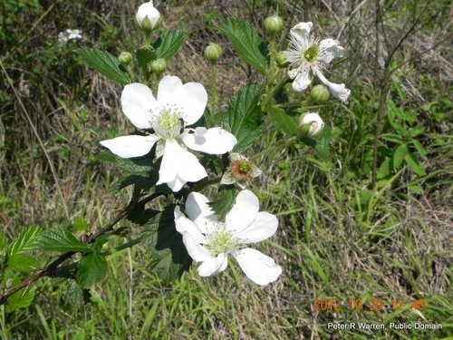 Rubus cuneifolius - PictureThis