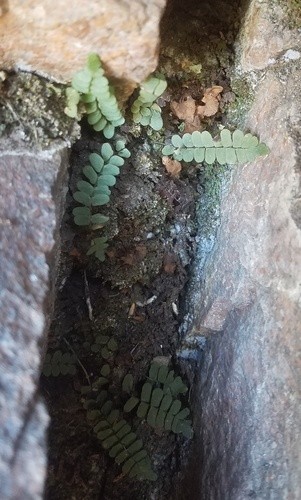 Blackstem spleenwort (Asplenium resiliens) Flower, Leaf, Care, Uses ...