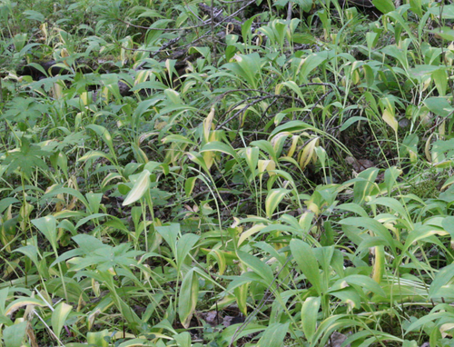 Allium microdictyon - PictureThis