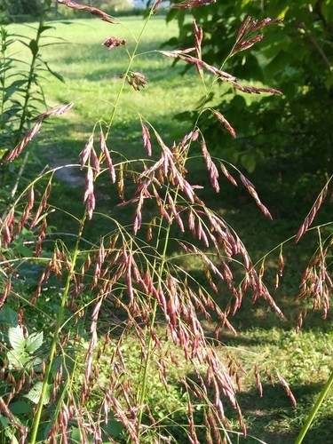 Tridens Flavus Common Name