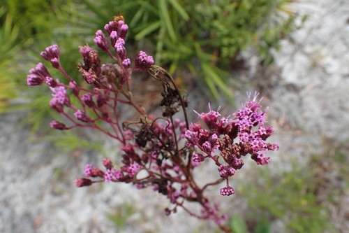 Vanillaleaf (Carphephorus odoratissimus) Flower, Leaf, Care, Uses ...