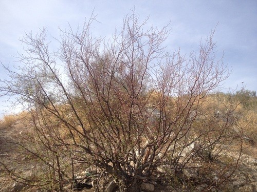 Torote prieto (Bursera laxiflora) - PictureThis