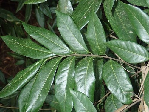 Longan Tree Leaf Ruby Longan (Dimocarpus Longan) Fruit Live Plant