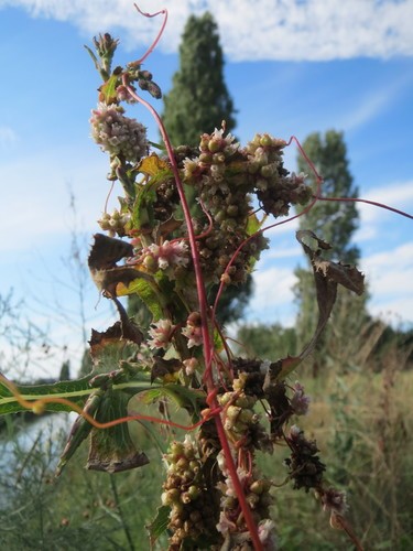 Nessel-seide (Cuscuta europaea) - PictureThis