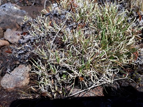 Carpha alpina Flower, Leaf, Care, Uses - PictureThis